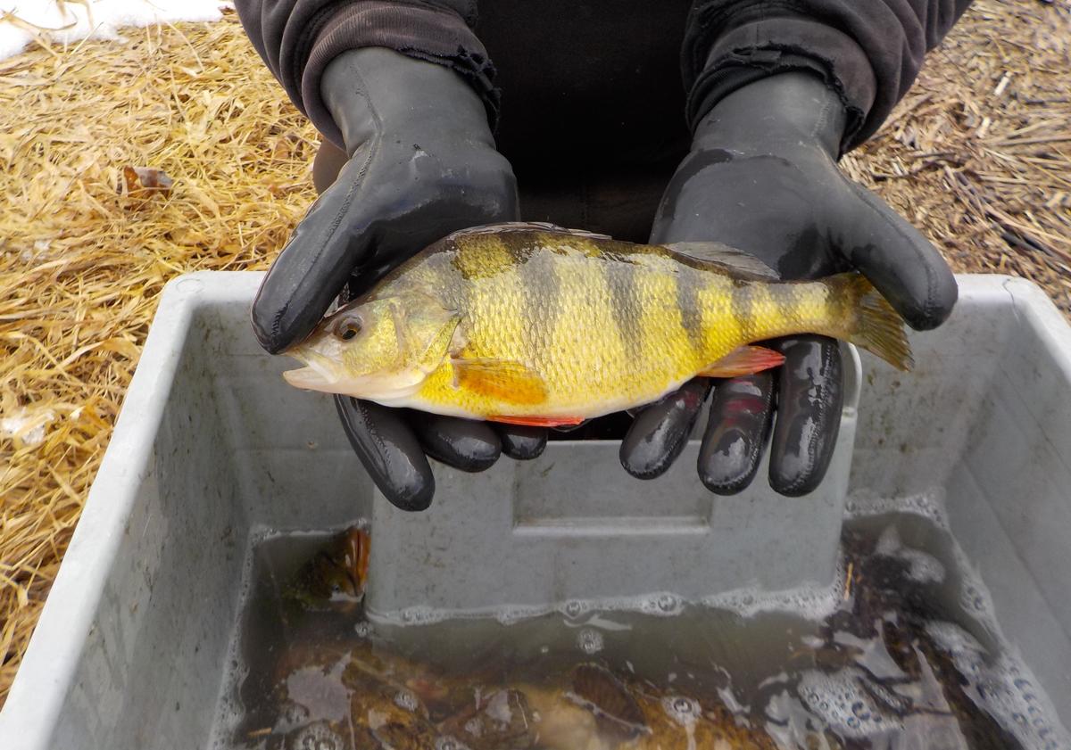 Perchaude: le moratoire levé en 2017? - L'Écho de Maskinongé