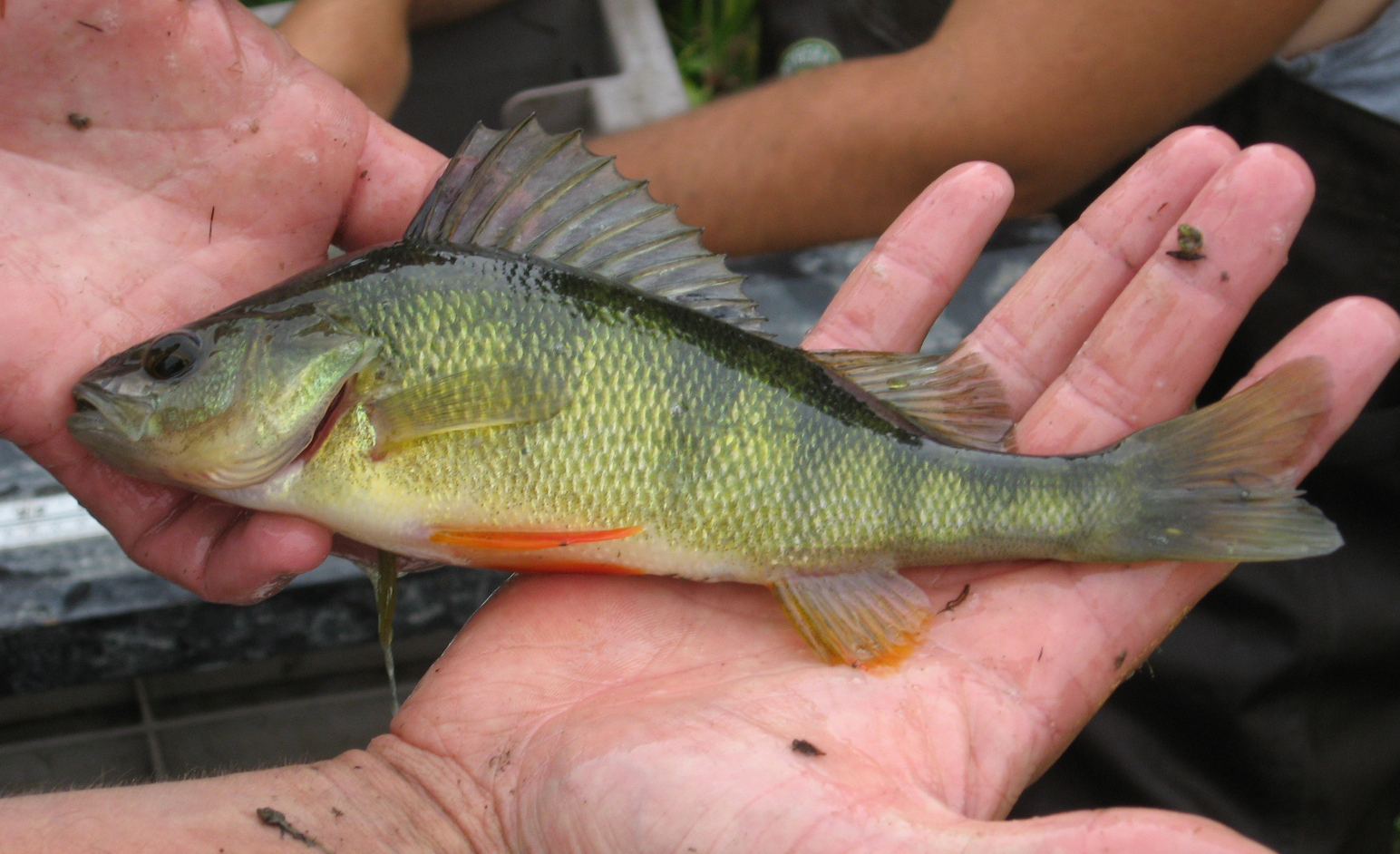 Restauration des habitats pour la perchaude et la sauvagine - L'Écho de ...