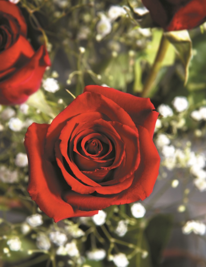 La rose rouge, toujours aussi populaire à la Saint-Valentin - L'Écho de ...