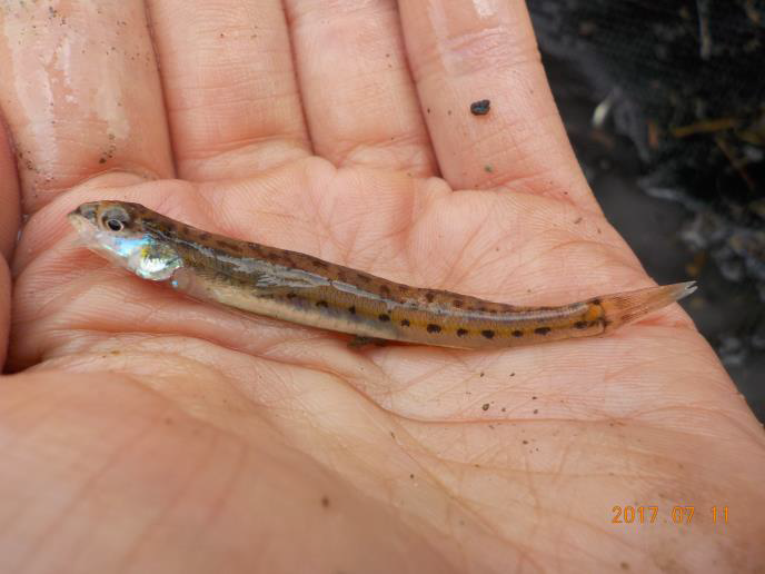 L'OBVRLY en action pour préserver l'habitat d'un poisson en péril - L ...